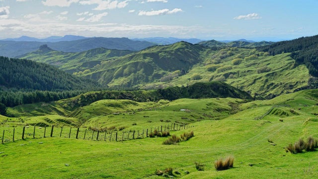 Lifestyle Tender: Manutuke | Bayleys